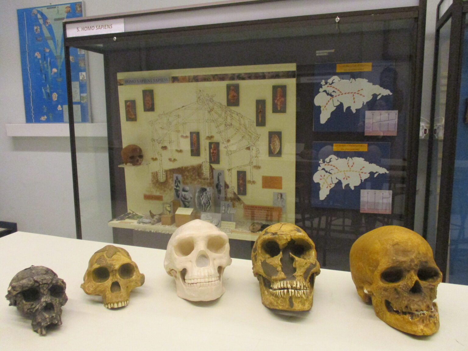 évolution De La Lignée Humaine Printemps Des Sciences 2026 Région